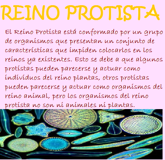REINO PROTISTA :: MadrigalKaren